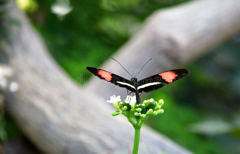 Doris Butterfly stock photo. Image of wings, antennae - 35121290