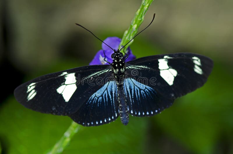 Doris Longwing Butterfly stock image. Image of flower - 1118897