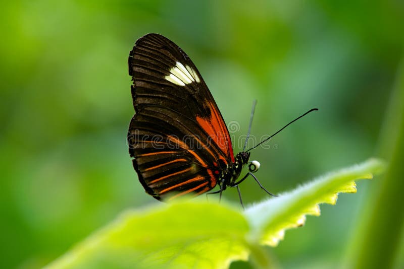 The Doris Longwing Butterfly Close Up Tropical Butterfly Stock Photo ...