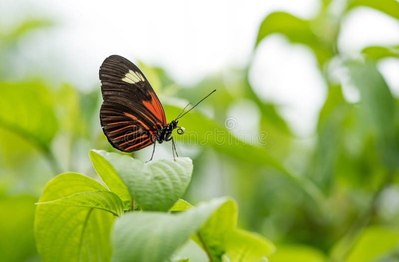 The Doris Longwing Butterfly Close Up Tropical Butterfly Stock Photo ...