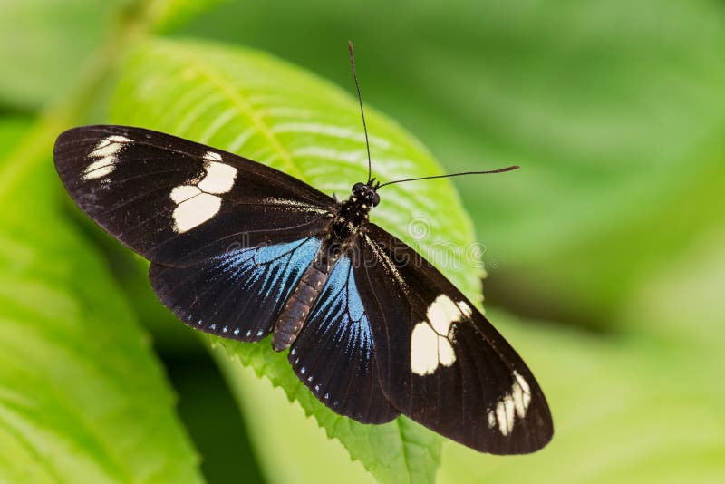 Doris Longwing - Laparus Doris Stock Image - Image of grassland, costa ...