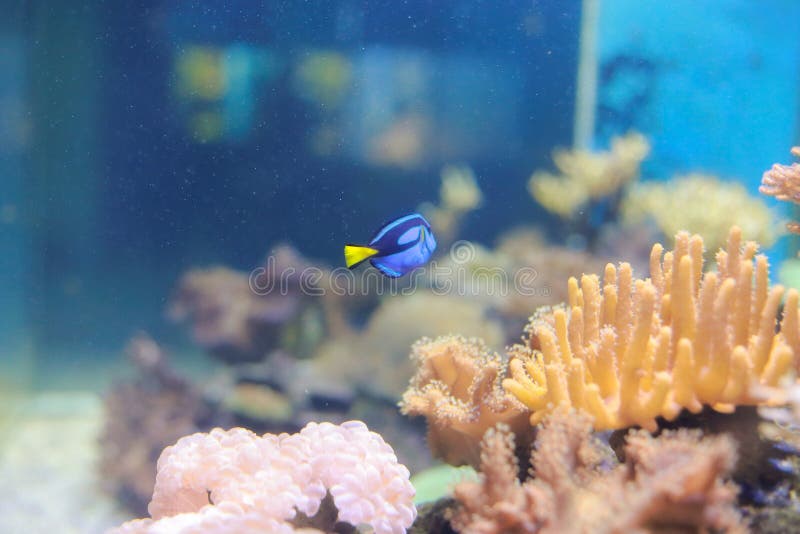 Doris (poissons) photo stock. Image du comprimé, considéré - 73049922