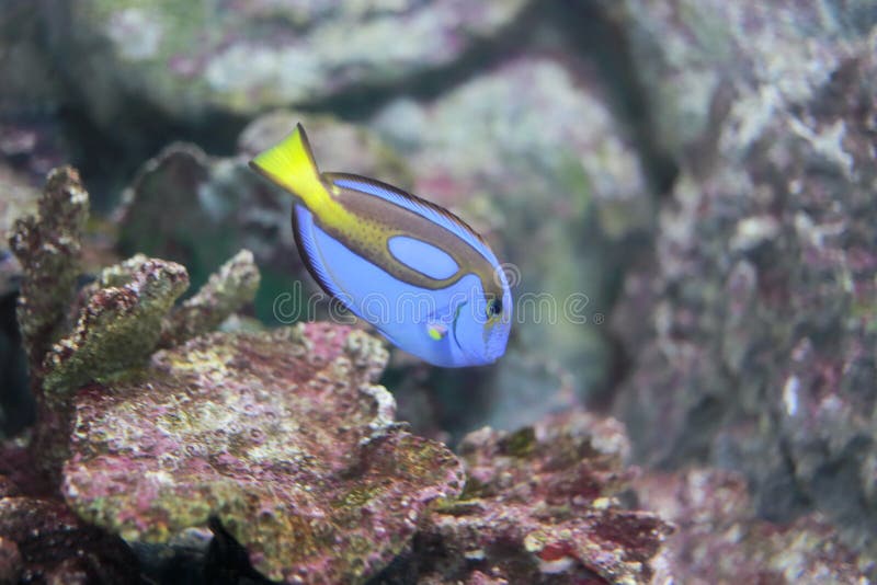 Doris (poissons) photo stock. Image du comprimé, considéré - 73049922