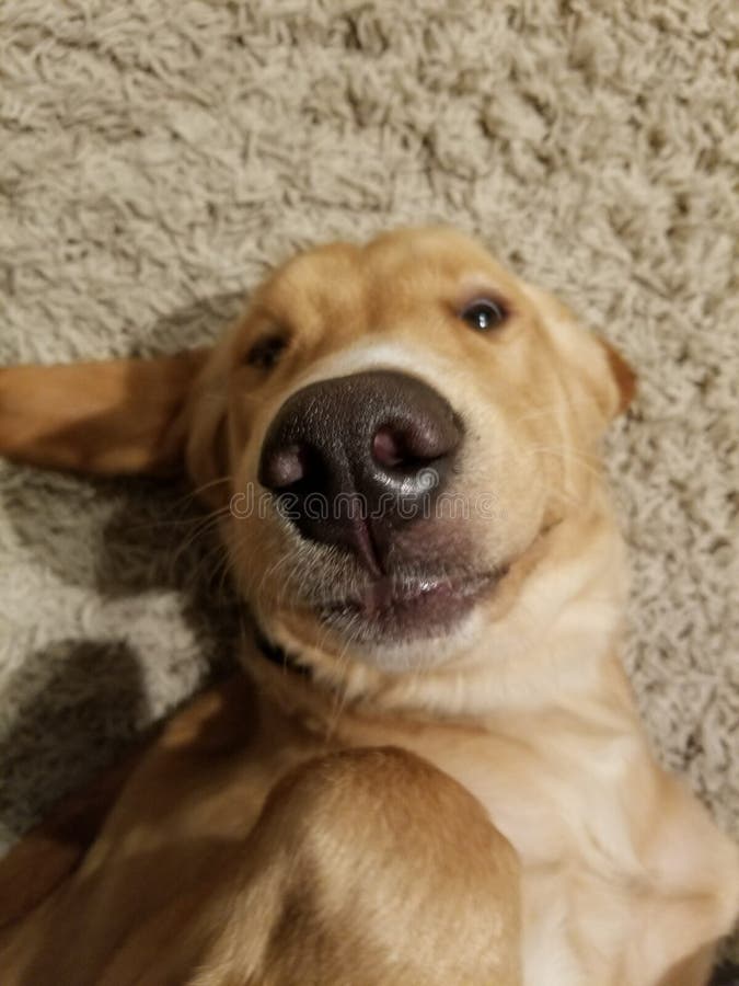 Puppy Face stock photo. Image of puppy, brown, friend - 134143444