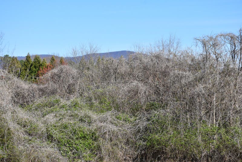 Dormant Kudzu Vine Landscape Stock Photo - Image of allover, skyline ...