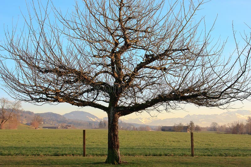 Dormant Winter Tree stock image. Image of scenery, field - 23074047