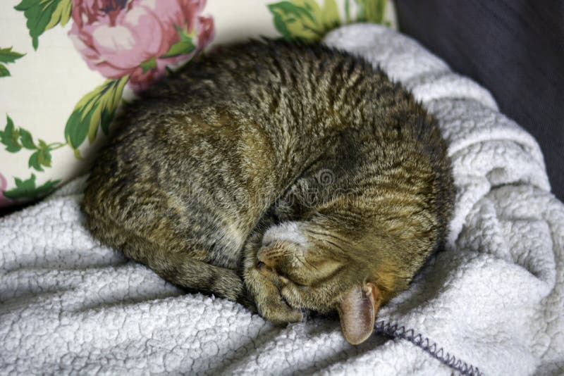 Gato Dorme Enrolado Com a Pata Sobre O Nariz Imagem de Stock - Imagem ...