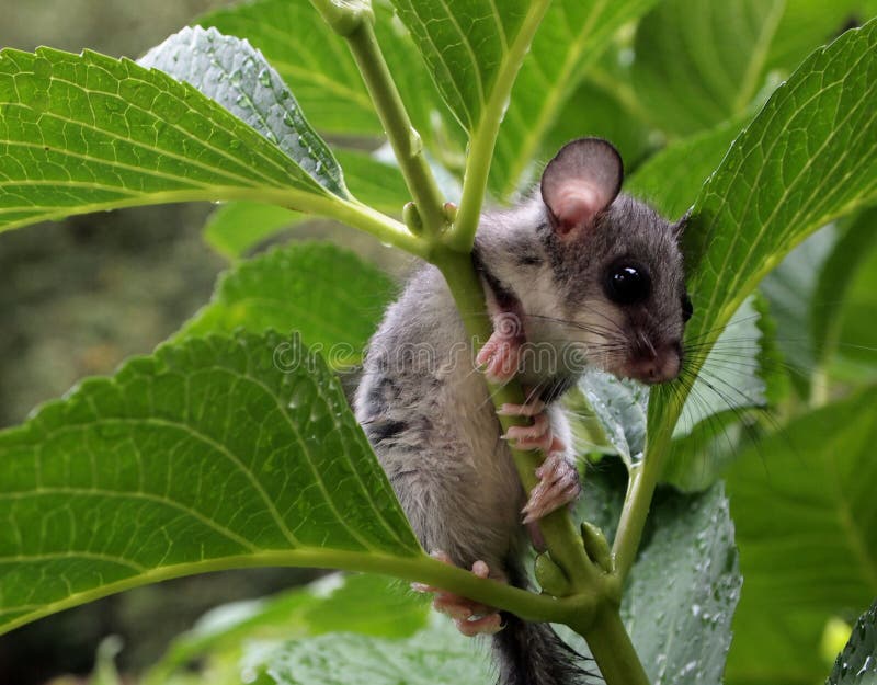 Dormouse stock image. Image of mammal, rodent, cute, garden - 27348513