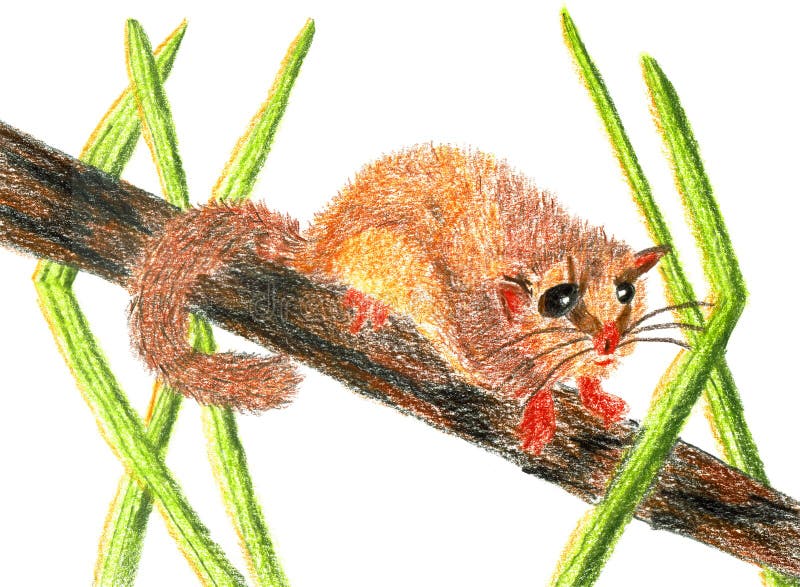 Dormouse on a Branch - Hand-Drawn Colored Pencil Drawing Stock Vector ...