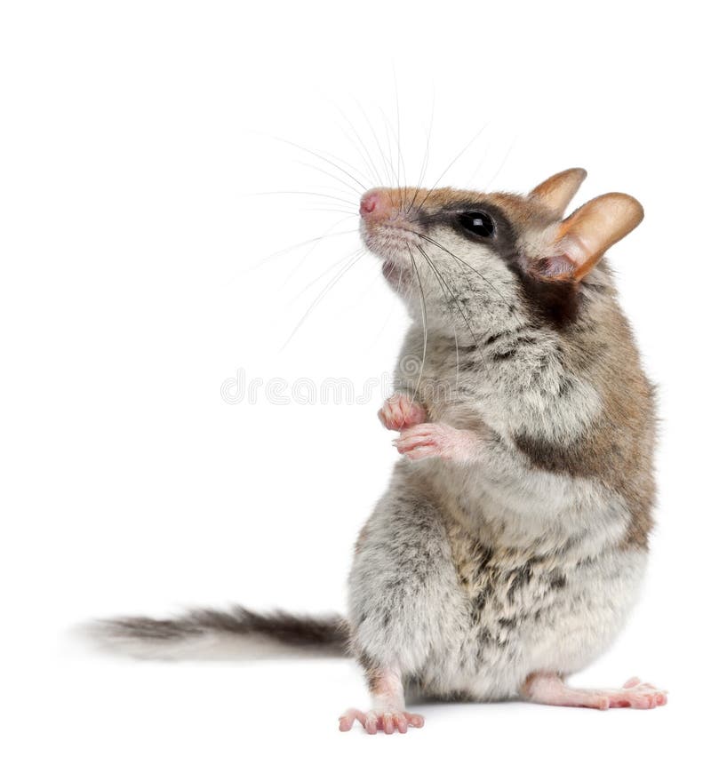 Dormouse De Jardin, Eliomys Quercinus Image stock - Image du mignon ...