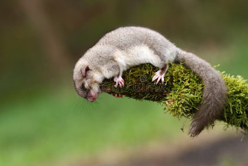 Adorable dormouse stock image. Image of sweet, nature - 40645543