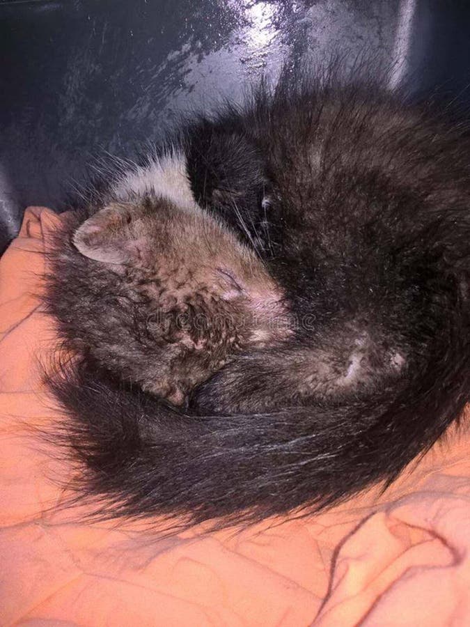 Sleeping dormouse stock image. Image of ears, nest, cute - 78122837