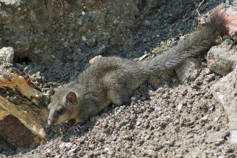 Sleeping dormouse stock image. Image of ears, nest, cute - 78122837
