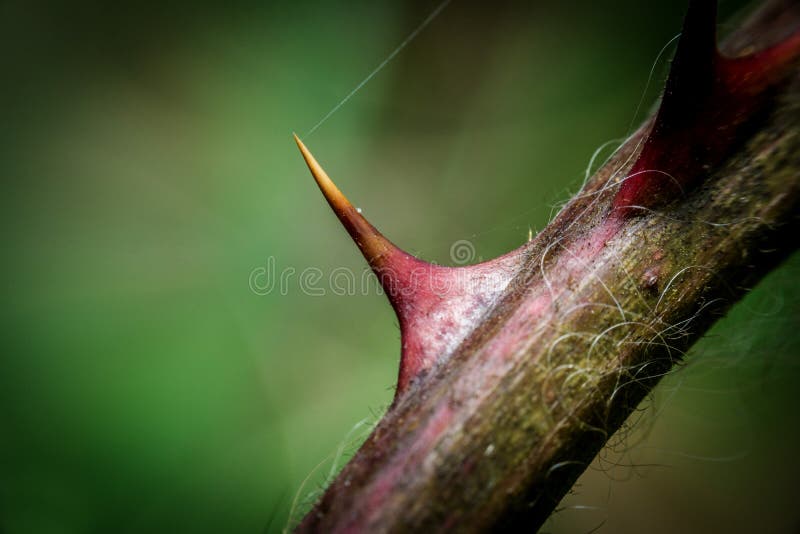 Dorn einer Rose stockfoto. Bild von stieg, getrennt - 107199812