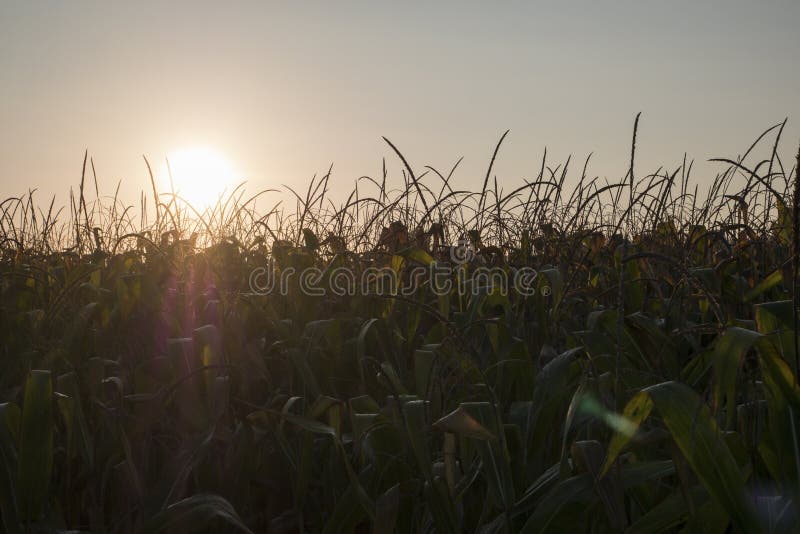 Dorn in green corn field stock image. Image of natural - 271156239