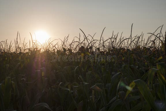 Dorn in green corn field stock image. Image of natural - 271156239