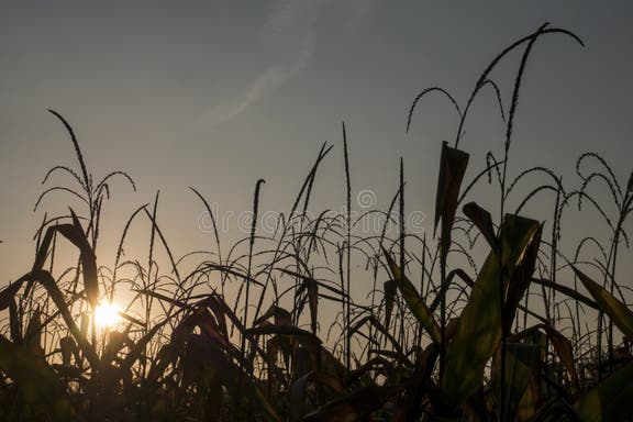 Dorn in green corn field stock photo. Image of natural - 271156276