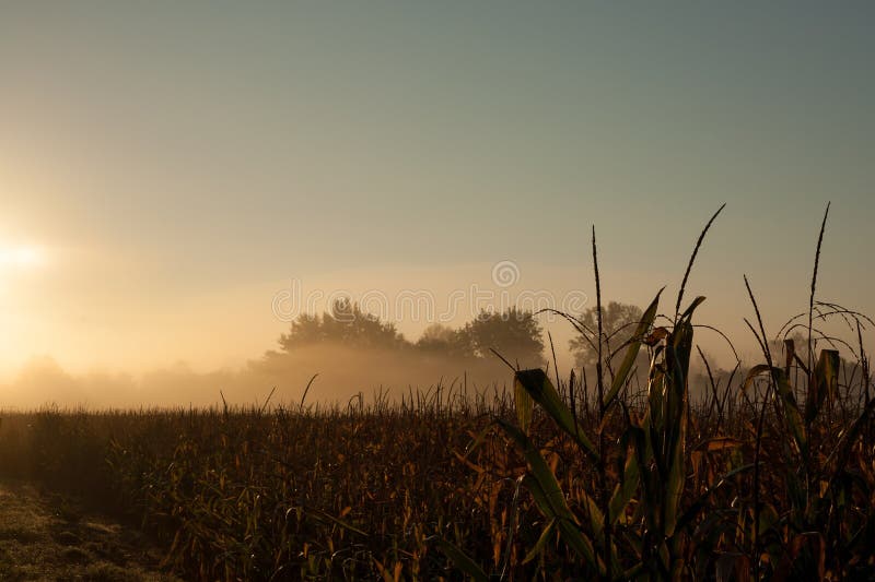 Dorn in green corn field stock image. Image of agriculture - 271156015