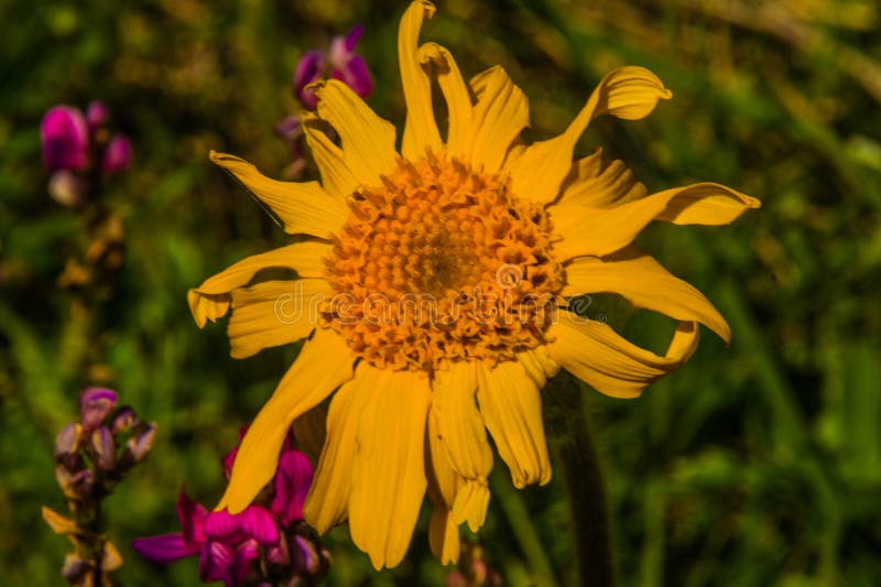 Doronic Stock Photos - Free & Royalty-Free Stock Photos from Dreamstime