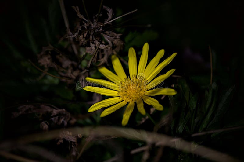 Doronicum Flower Seen Up Close Stock Photo - Image of forest, detail ...