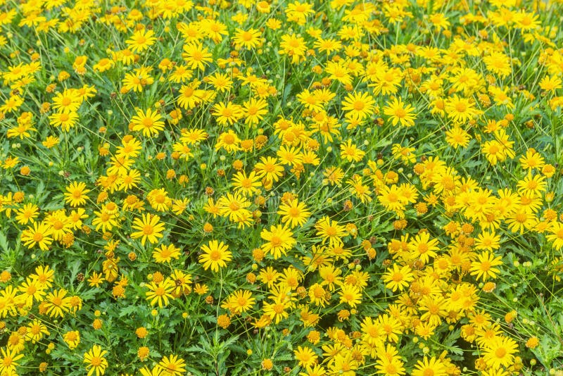 Doronicum Flowers in the Garden Stock Image - Image of group ...