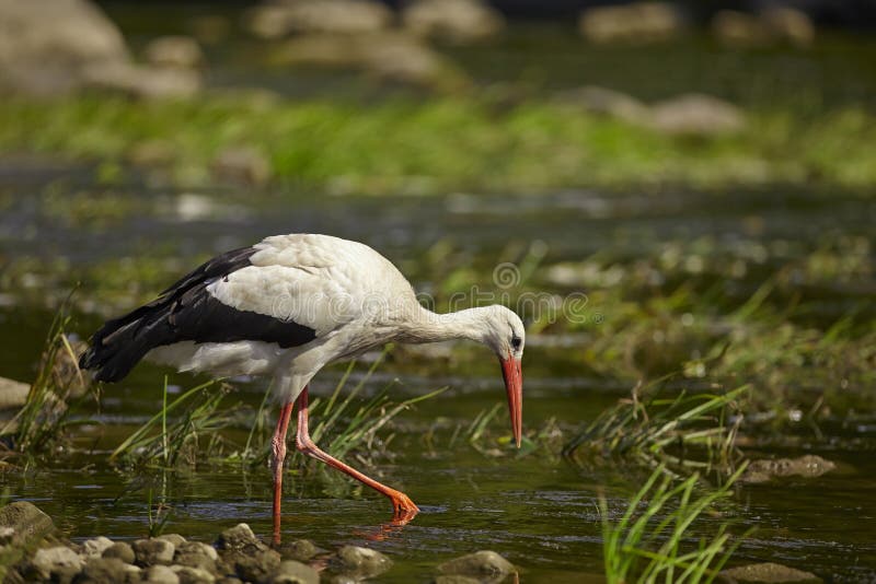 Bocian obraz stock. Obraz złożonej z ampuła, fauny, żaba - 45917437