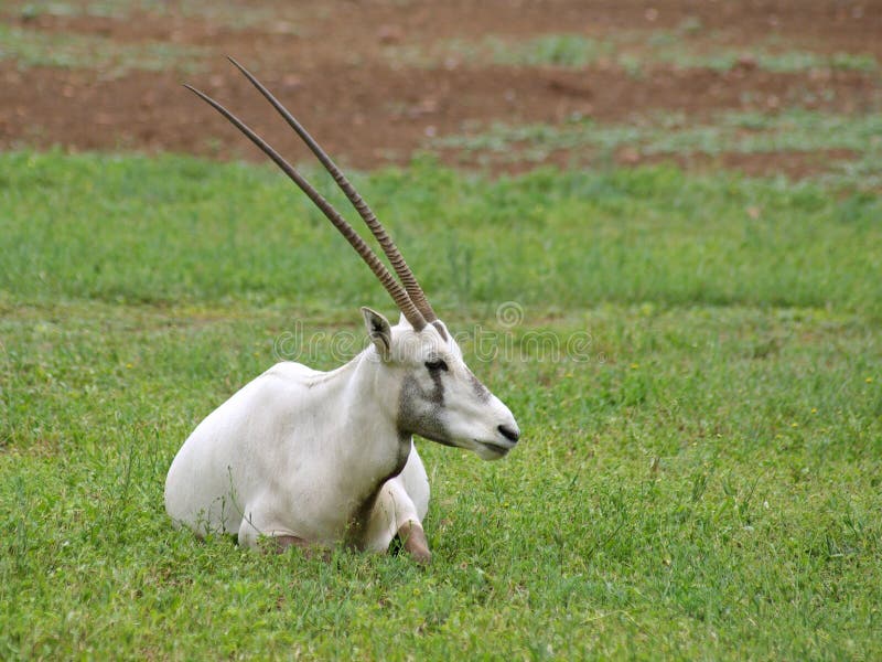 Dorosli Arabscy Rogi Ogromni Z Oryx Seans Obraz Stock - Obraz złożonej ...