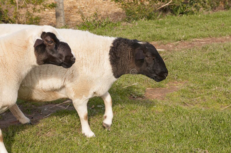 Sheep Head Stock Photos - Download 14,174 Royalty Free Photos