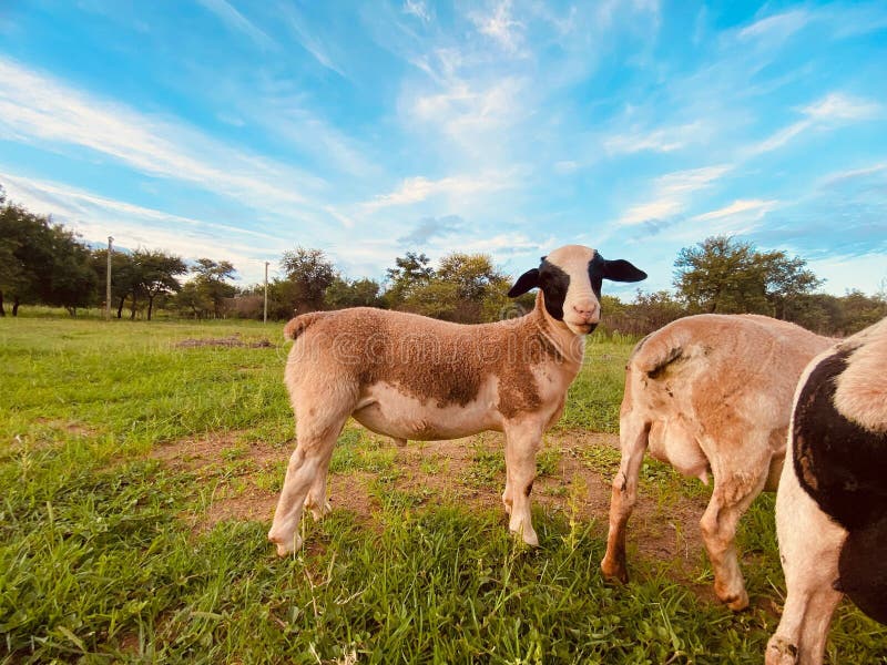 Dorper Sheep Lamb in the Farm Stock Photo - Image of rural, lamb: 255617112