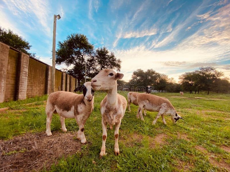 Dorper Sheep Lamb in the Farm Stock Image - Image of farming, outdoors ...