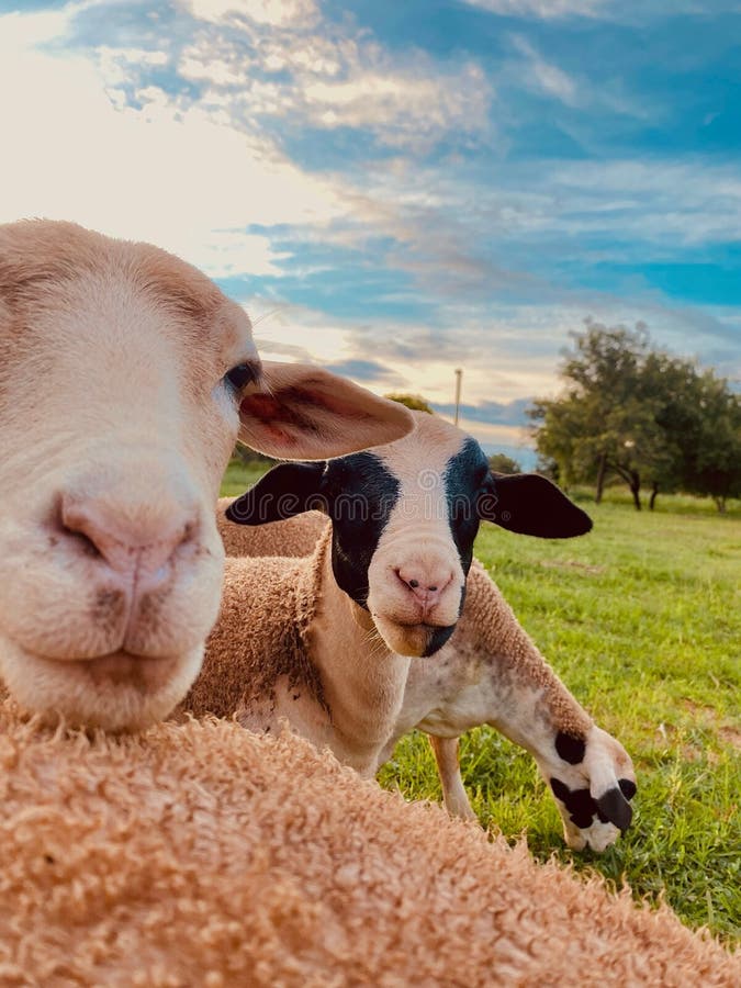 Dorper Sheep Lamb in the Farm Stock Image - Image of natural, grazing ...