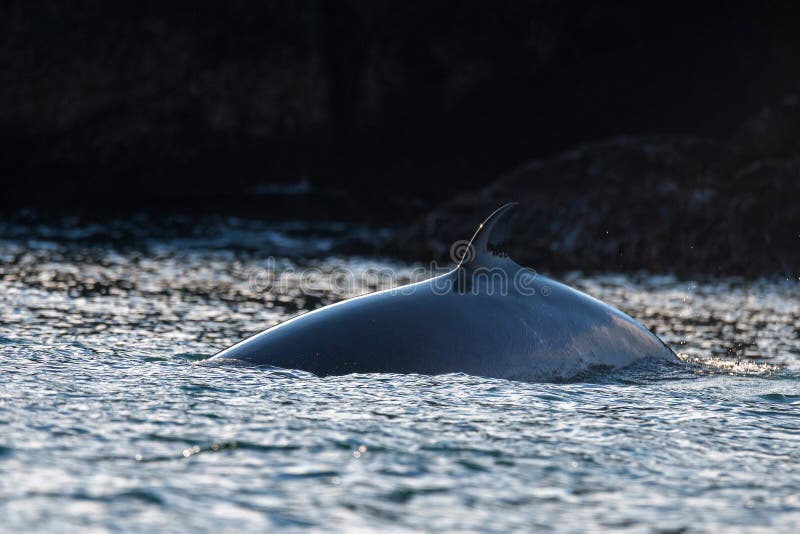 Dorsal Fin of Balaenoptera Acutorostrata or Common Minke Whale Stock ...