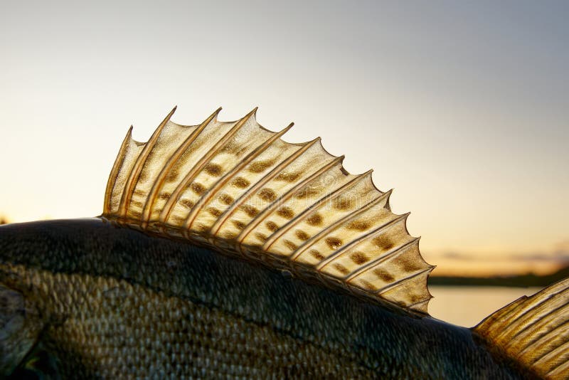 Dorsal Fin of European Zander Stock Image - Image of texture ...