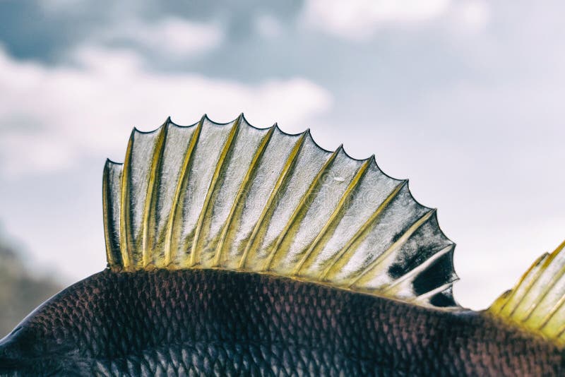 Dorsal fin of a perch stock image. Image of nature, fish - 18538803