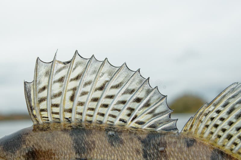Dorsal Fin of a Perch - Looks Like Punk S Mohawk! Stock Image - Image ...