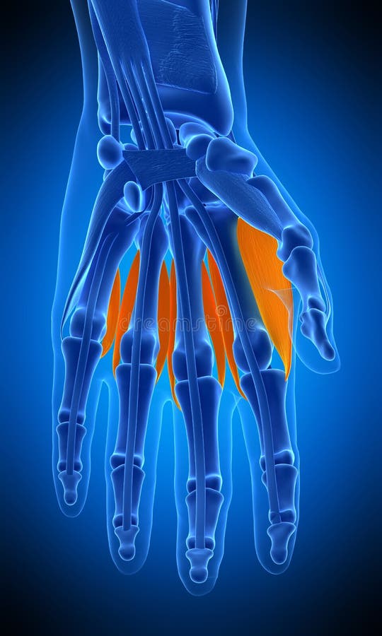 The Dorsal Interosseous Muscles Stock Illustration - Illustration of ...