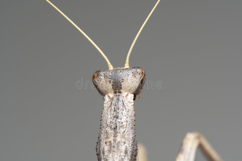 Dorsal Shot of Head of a Mantis Stock Photo - Image of killer, white ...