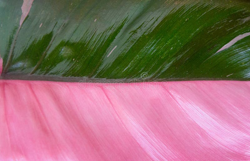 Dorsal Side of Leaf Close-up Surface, Abstract Texture for Background ...