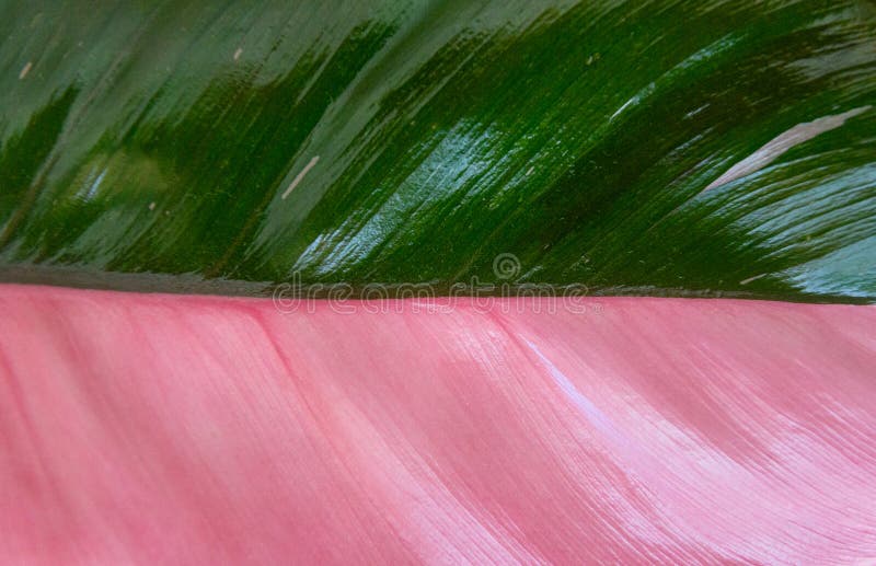 Dorsal Side of Leaf Close-up Surface, Abstract Texture for Background ...