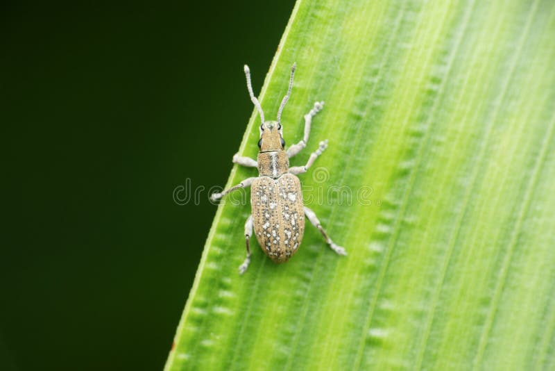 Dorsal View of Common Rice Weevil, Sitophilus Oryzae, Satara ...