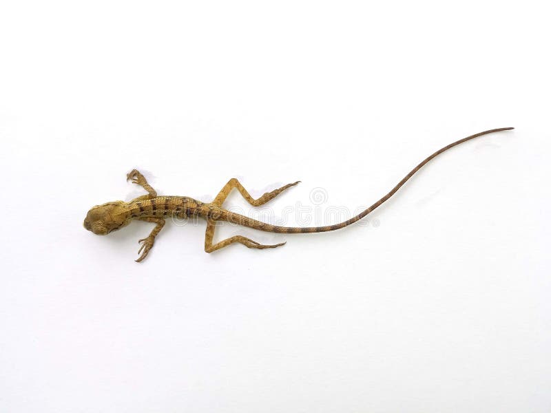 Dorsal View of Lizard stock photo. Image of reptile - 208260570