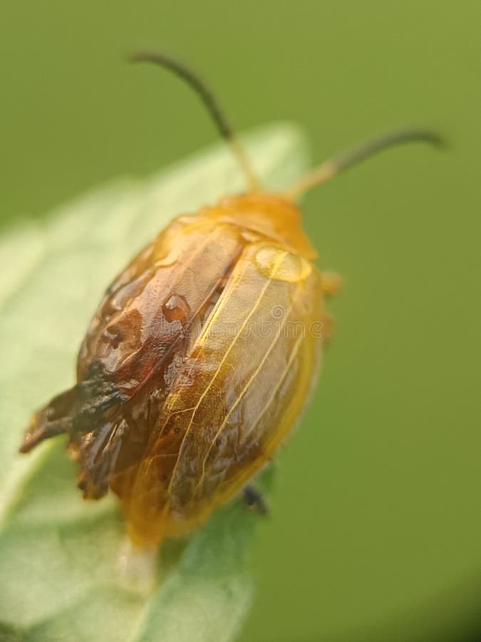 A Dorsal View of a Pumpkin Beetle, Showcasing Its Distinctive Twelve ...