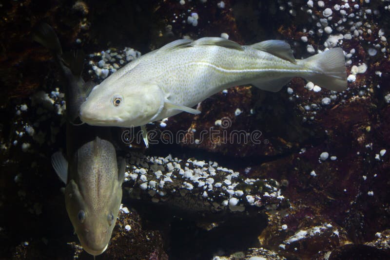 Dorsch Gadus morhua stockfoto. Bild von island, barents - 80763090