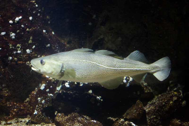 Dorsch Gadus morhua stockfoto. Bild von grönland, kabeljaus - 81044176