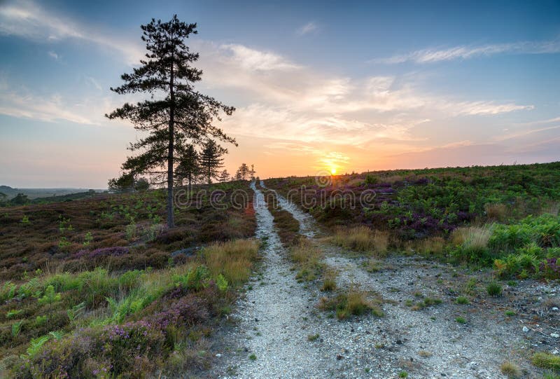 Dorset Heath stock image. Image of moors, dorset, scenery - 62879605