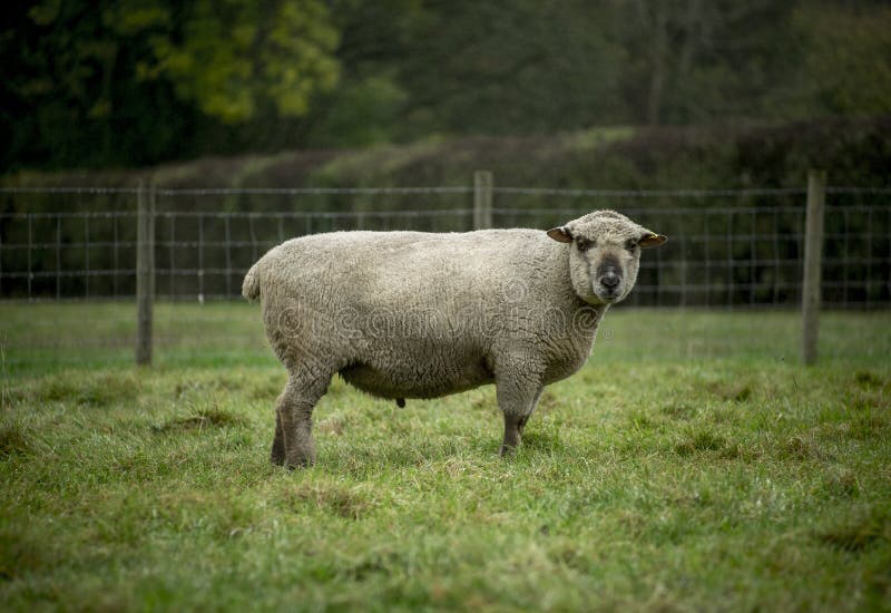 Dorset Sheep stock photo. Image of bulk, huge, agriculture - 62590304