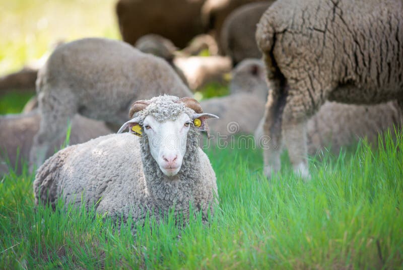 Cute Dorset Down Spring Lamb Running Playing In Pasture Stock Image ...