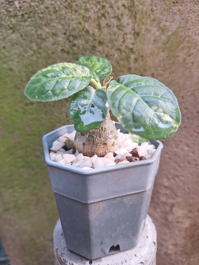 Dorstenia Foetida Variegata in Mini Pot Stock Image - Image of foetida ...
