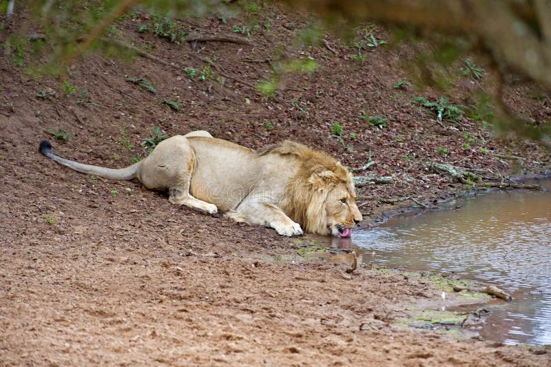 De Tong van de leeuw stock foto. Image of snel, katachtig - 4157180