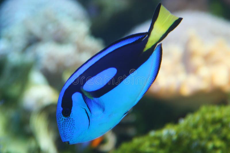 Dory the fish stock photo. Image of dive, reef, water - 3241836